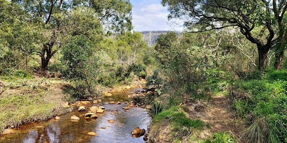 EPA investigates fish kill in Hunter River at Mount Thorley - 98.1 Power FM