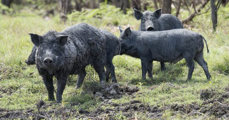 Feral pig numbers reduced at Merriwa and Cassilis - 98.1 Power FM