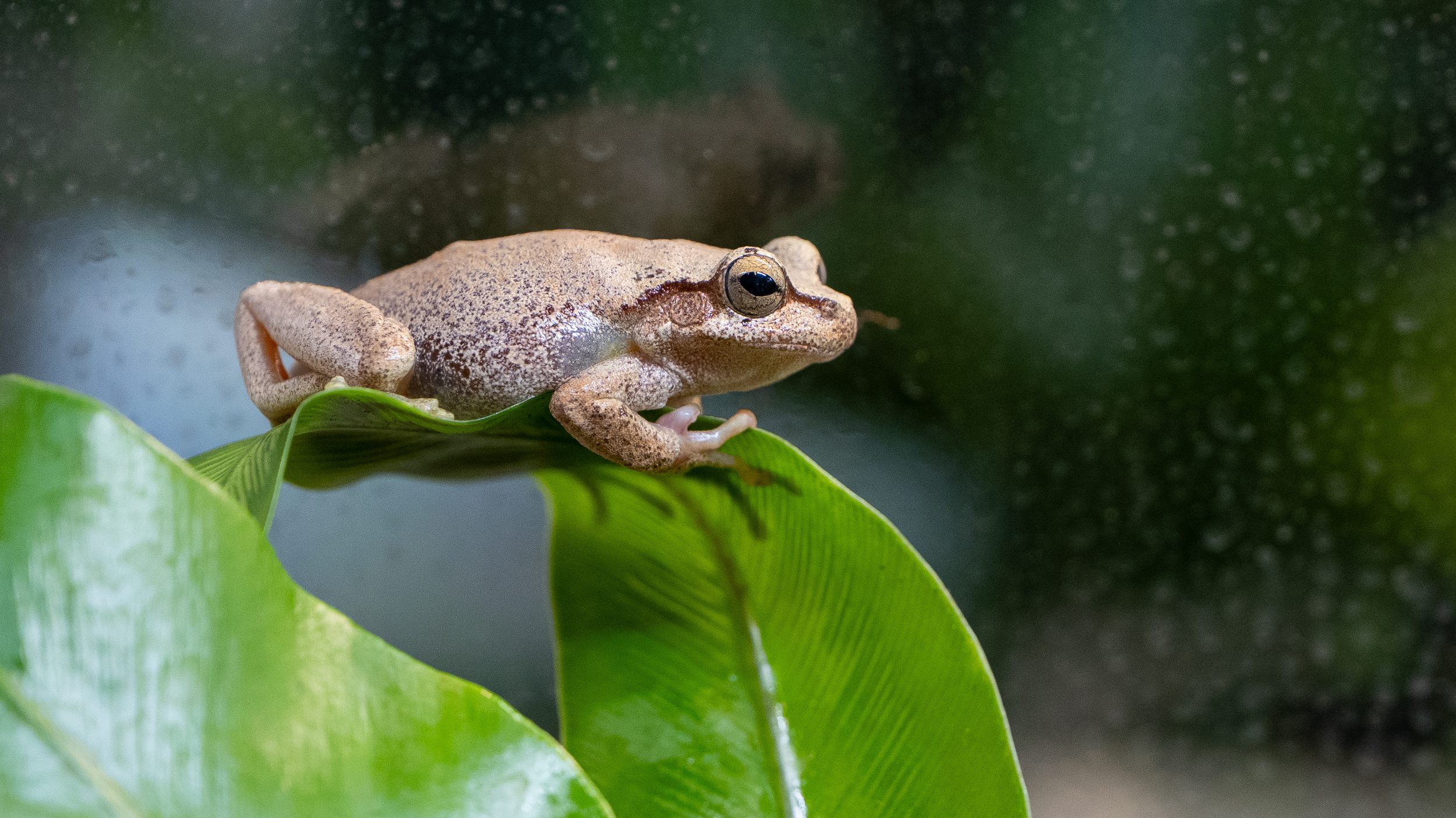 Warnings issued as Littlejohn’s tree frog threatened by proposed ...